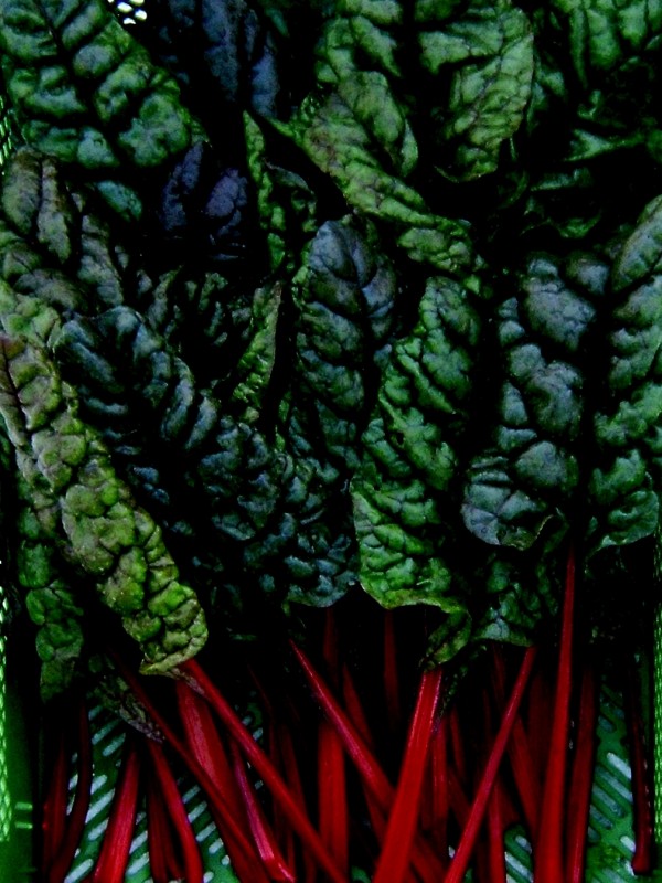 EKO SEME RDEČA BLITVA FEURIO