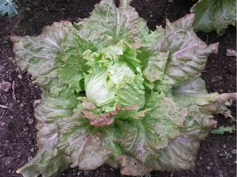 1001 sorta solate - spomladanske sorte