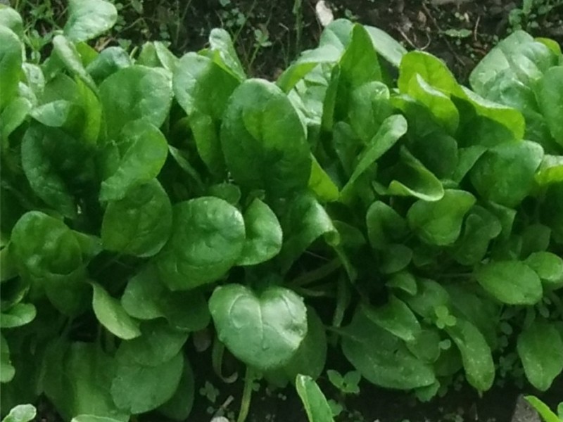 Blitva ali špinača?